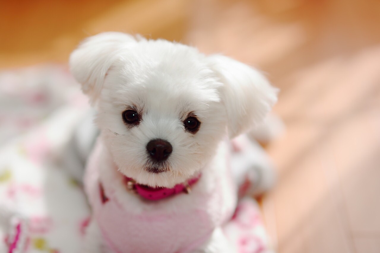 カットして服を着せてあげました。