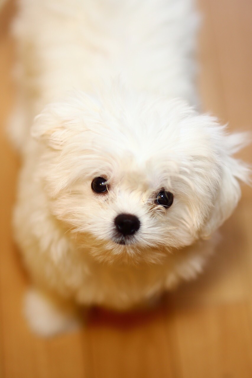 つぶらな瞳がかわいいです。